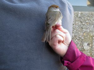 The Benefits of SNS Membership – Suffolk Naturalists' Society