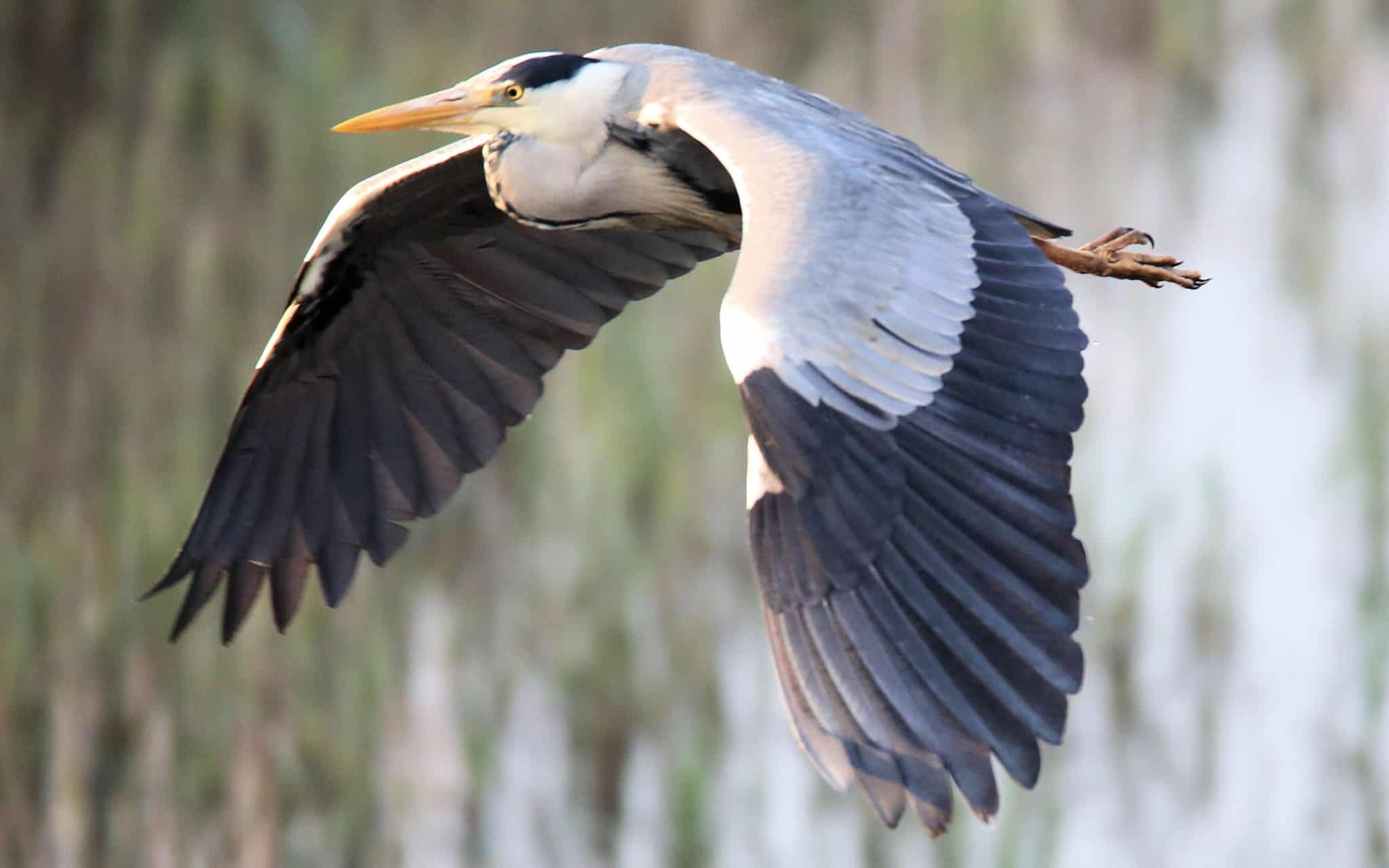 What do birds mean to you? – Suffolk Naturalists' Society